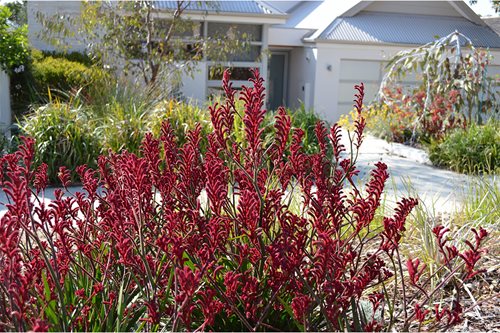 Native Verge Conversion Workshop | City of Subiaco