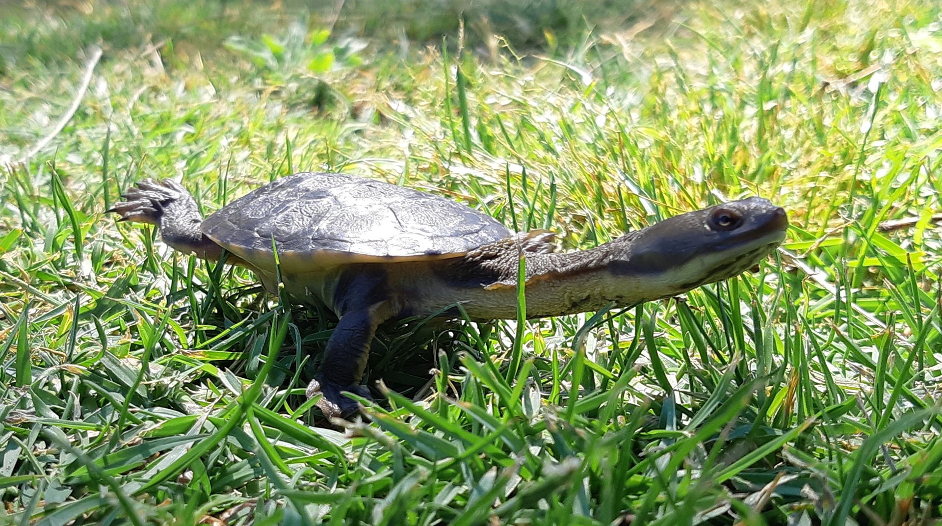 New partnership to help save local turtles | City of Subiaco