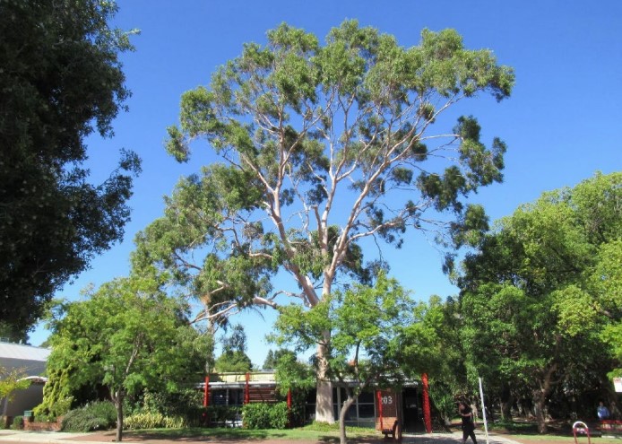 Significant gum tree protected | City of Subiaco