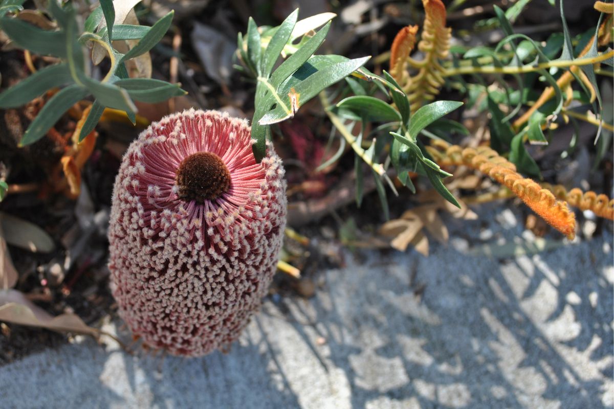 Native plant subsidy returns for 2023 | City of Subiaco